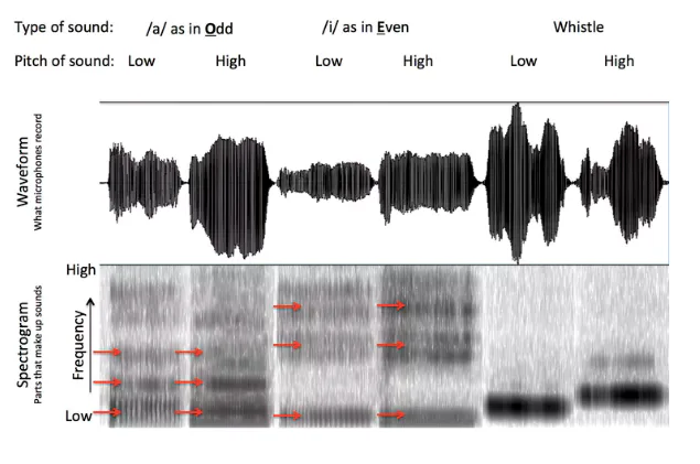 Whistling vs. Singing: Science Explains the Difference