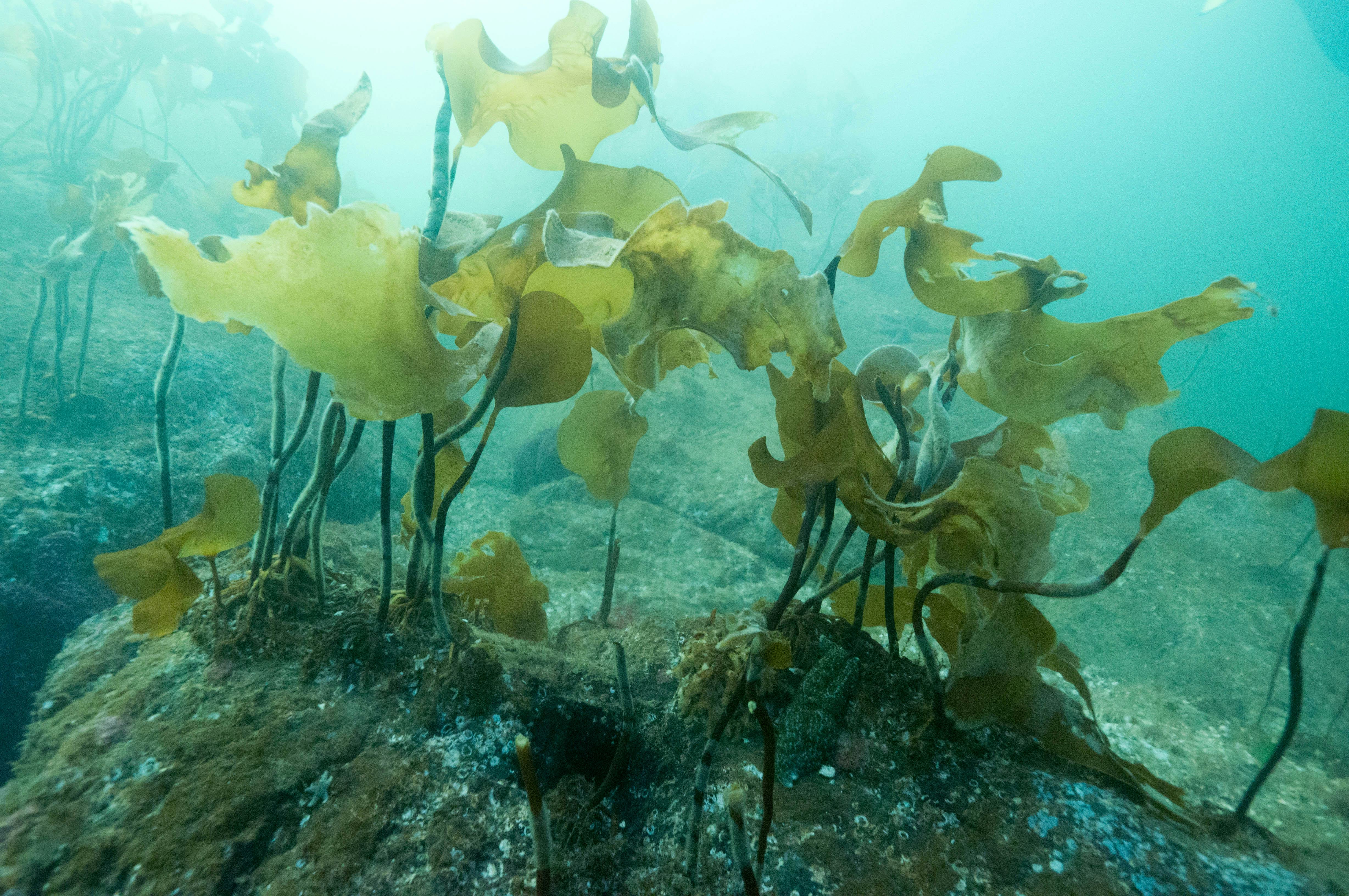 'Kelp Highway' Hypothesis Rewrites History of the First Americans