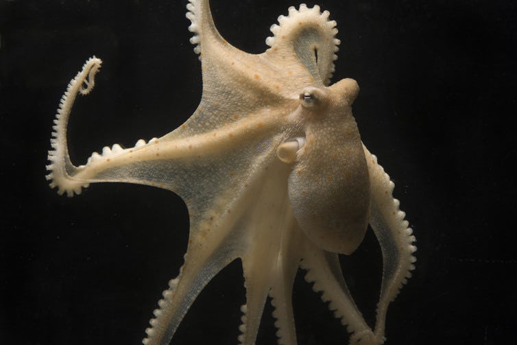 Octopuses Can Manipulate Their DNA