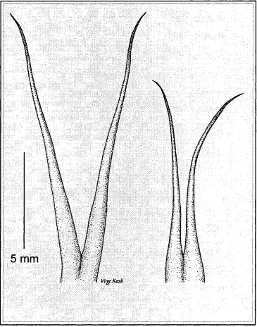 Why Do Snakes Flick Their Tongues? The Science Behind the Creepy Movement