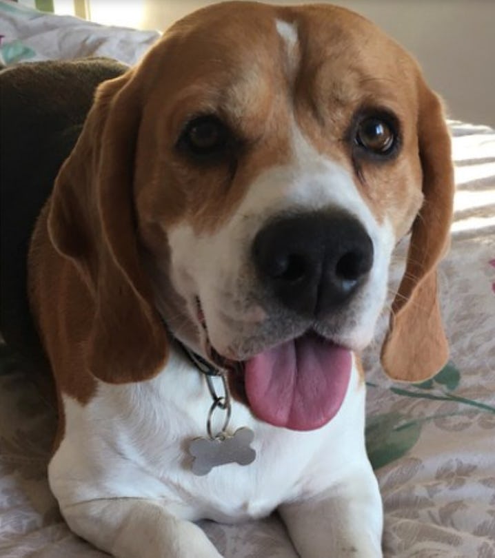 Why Does Our Brain Think This Dog's Ear Looks Like Donald Trump?