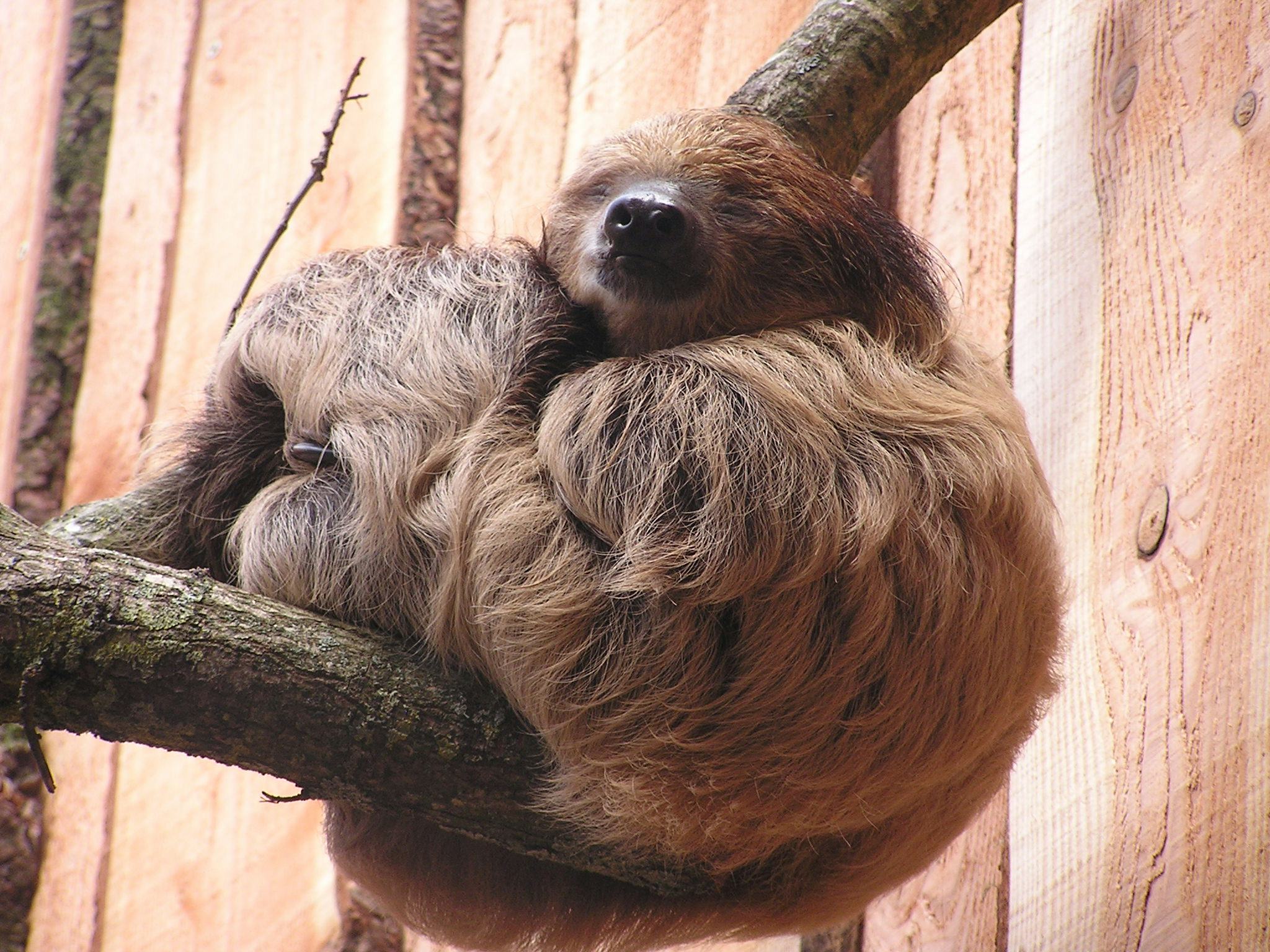 It's International Sloth Day: A Scientist Explains Why They're Relaxed