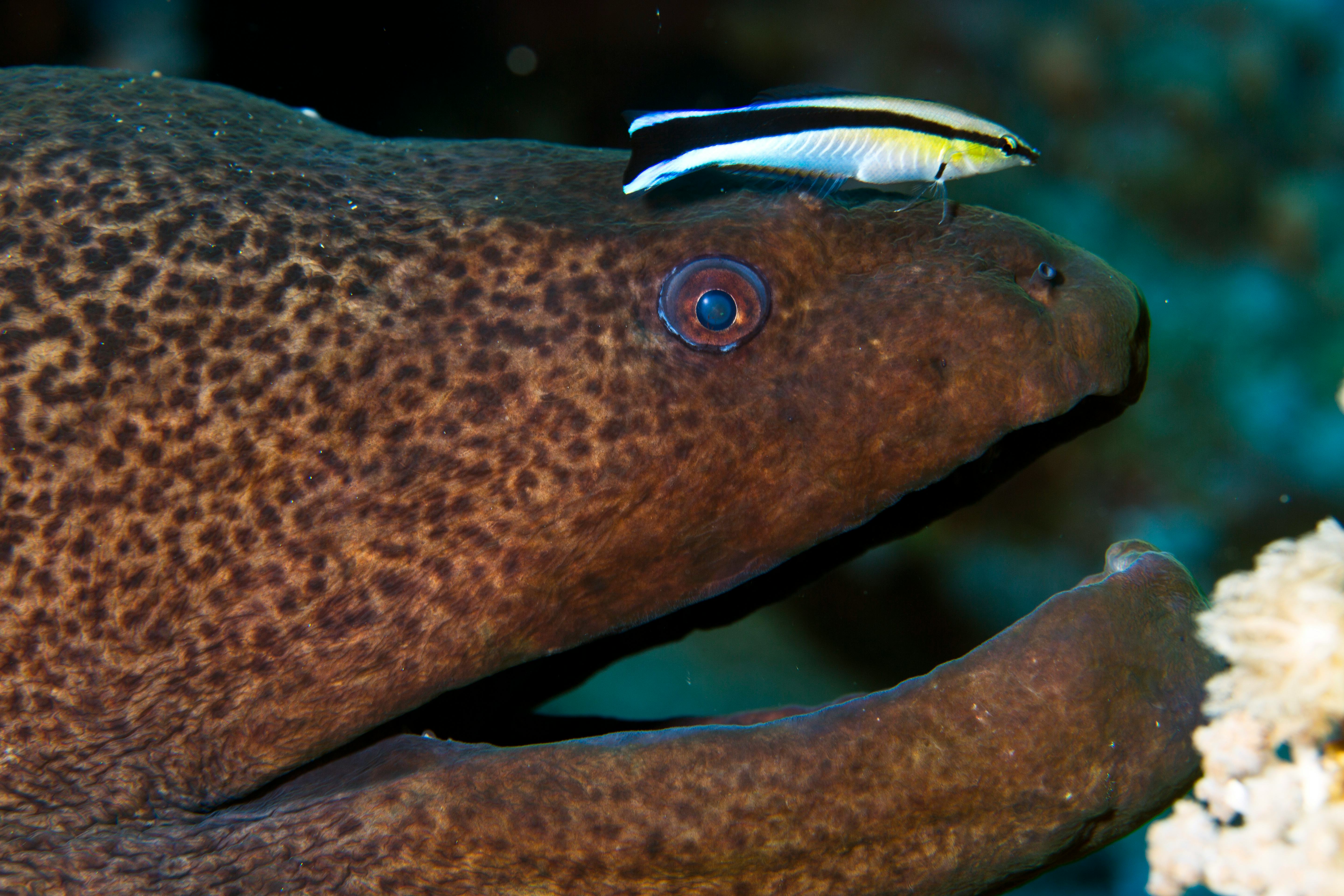 Animal Cognition: Controversial Study Argues Cleaner Wrasse Is Self-Aware