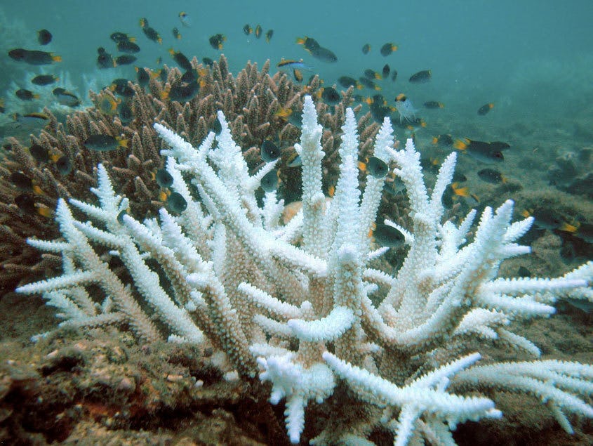 Dying Great Barrier Reef Forces Scientists to Genetically Engineer Coral