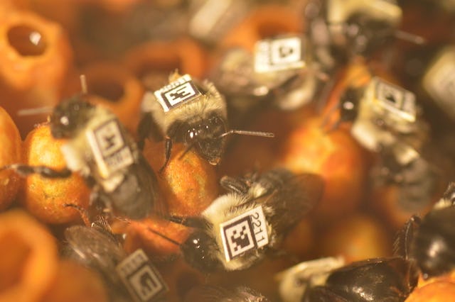 Barcoded Bumblebees Explain How Jobs Change Inside the Hive