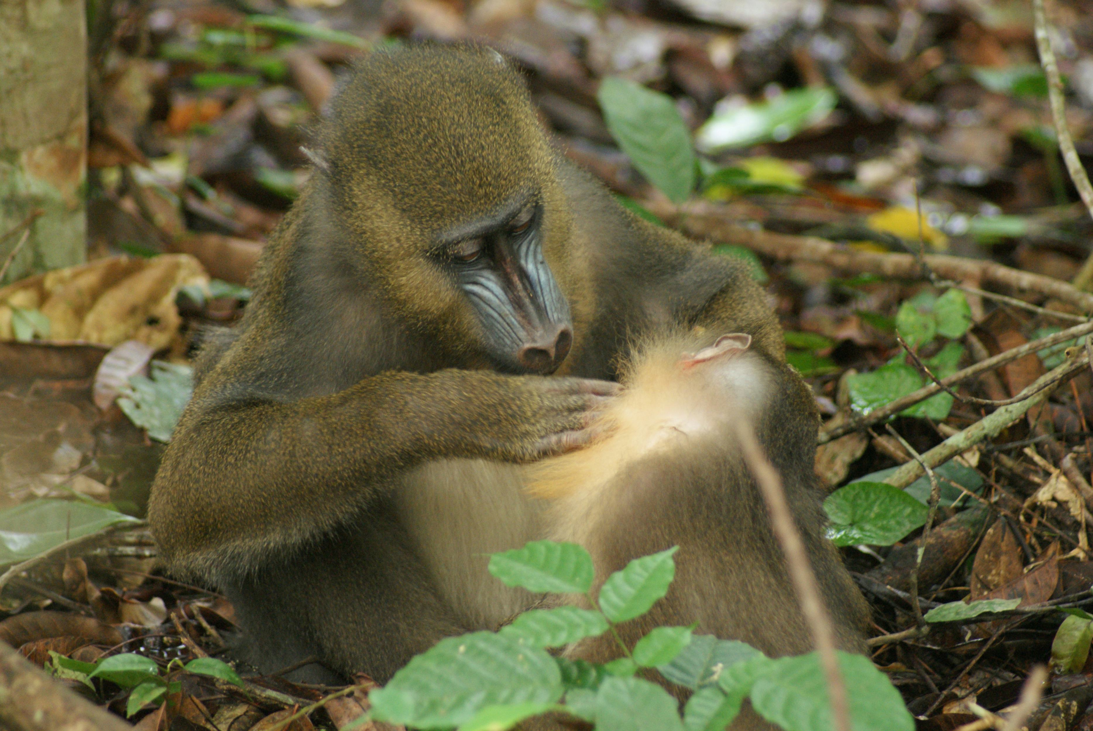 Mandrills Use Fecal Odor to Avoid Grooming Mandrills With Parasites