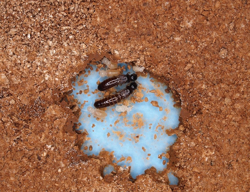 Termites: In Asexual Colonies, Females Can Reproduce Without Males