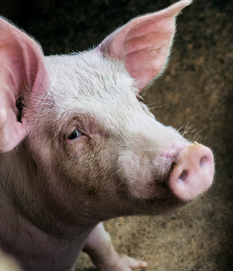 Cellular Activity In Pig Brains Was Restored Four Hours After Death Cellular Activity In Pig Brains Was Restored Four Hours After Death