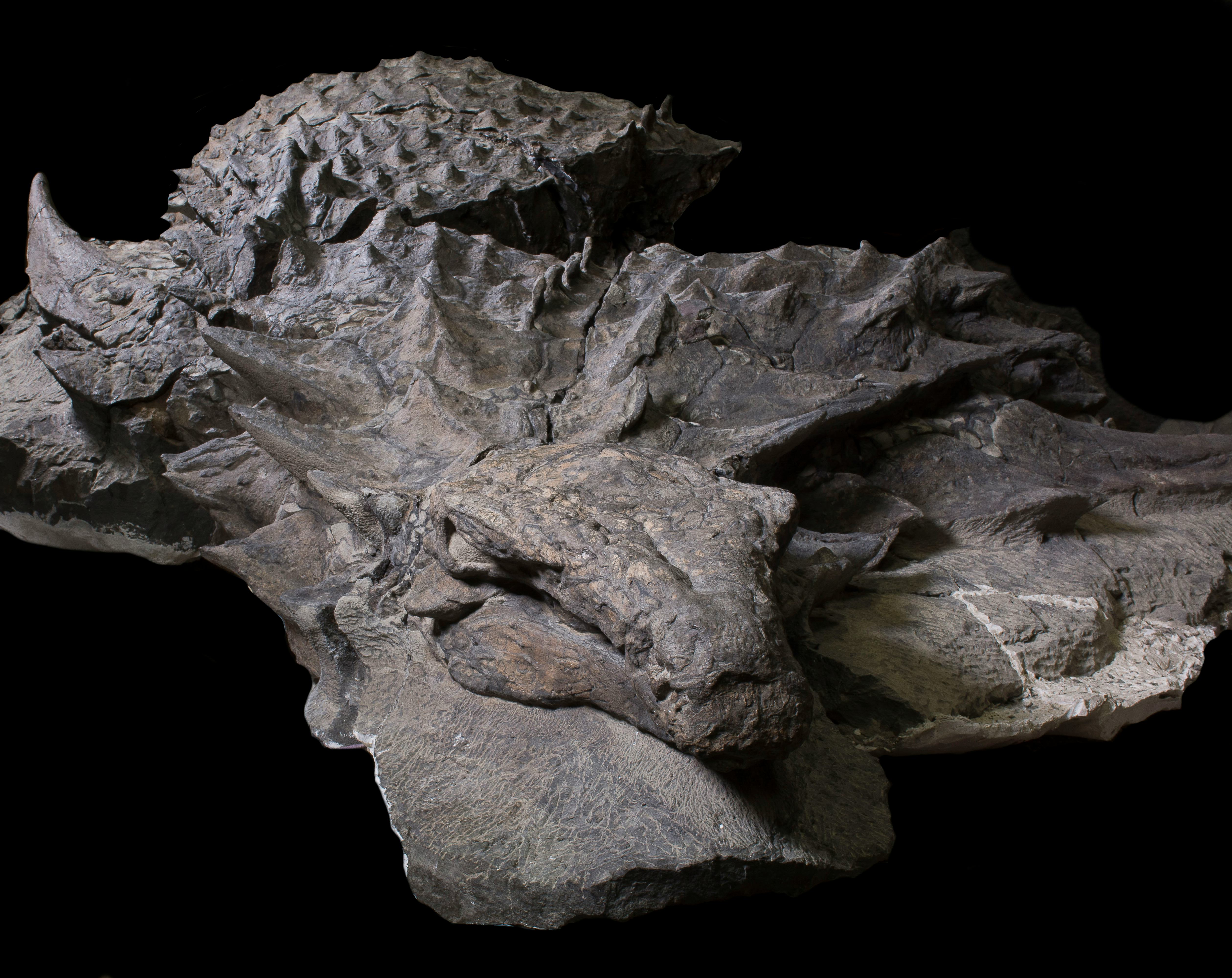 How Alberta's Famous Nodosaur Became So Exquisitely Preserved