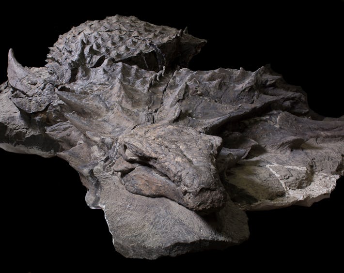 How Alberta's Famous Nodosaur Became So Exquisitely Preserved