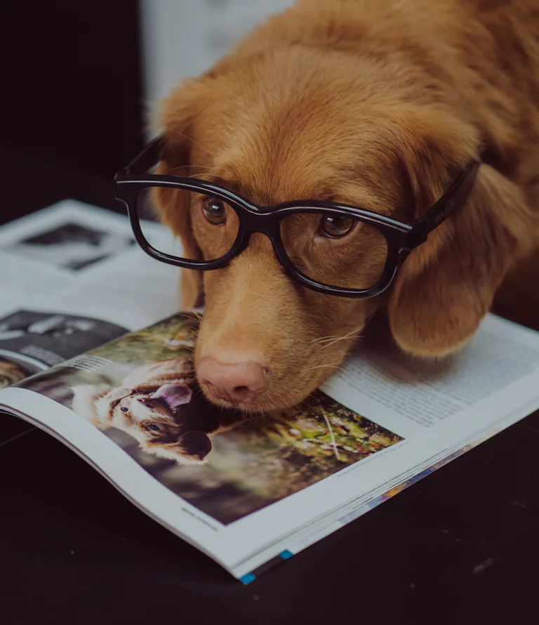 Do Dogs Really Understand Language Brain Scans Reveal Unexpected Response Do Dogs Really Understand Language Brain Scans Reveal Unexpected Response