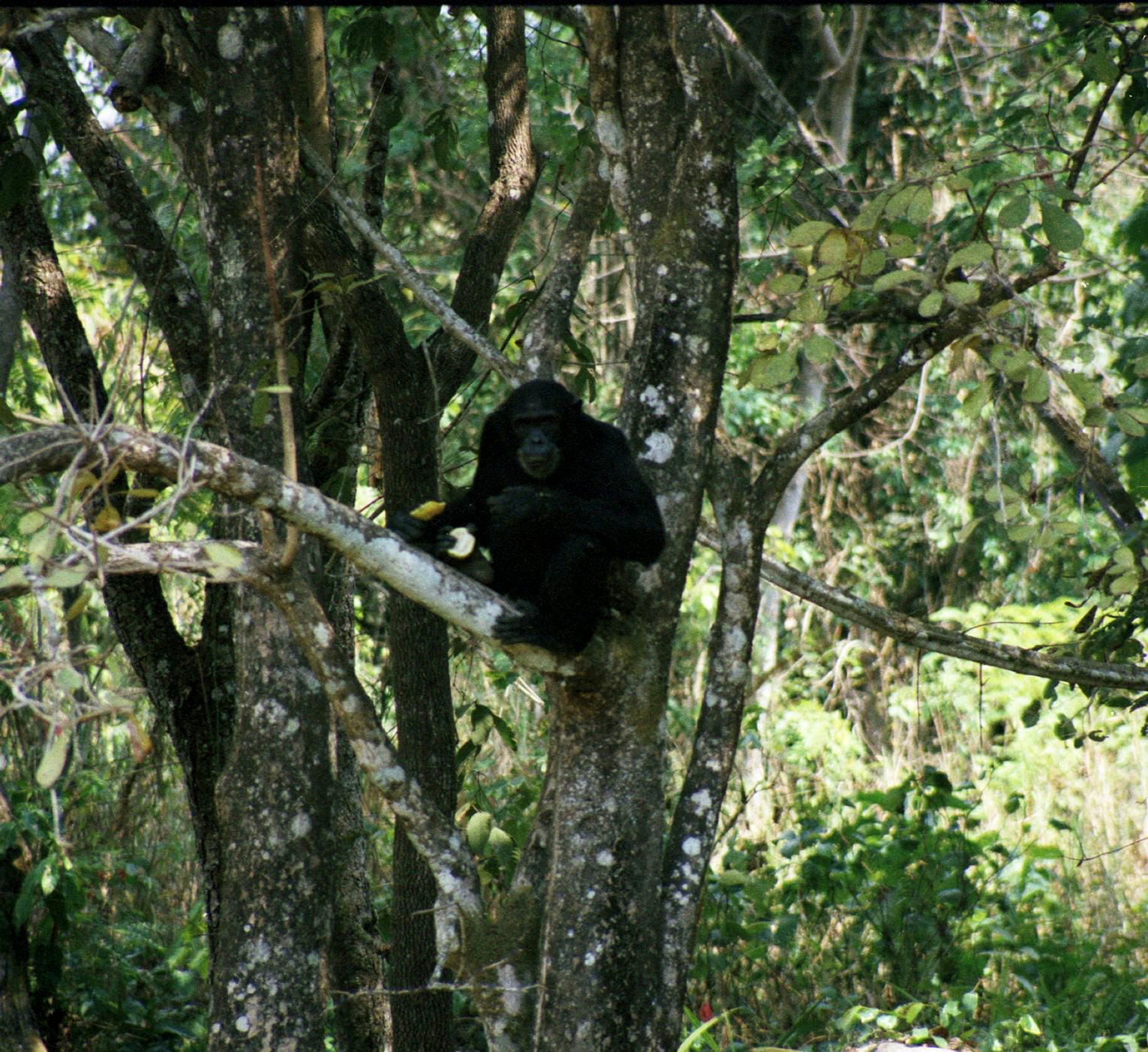 Chimp Cannibalism Extends to Babies in Gruesome Science Study