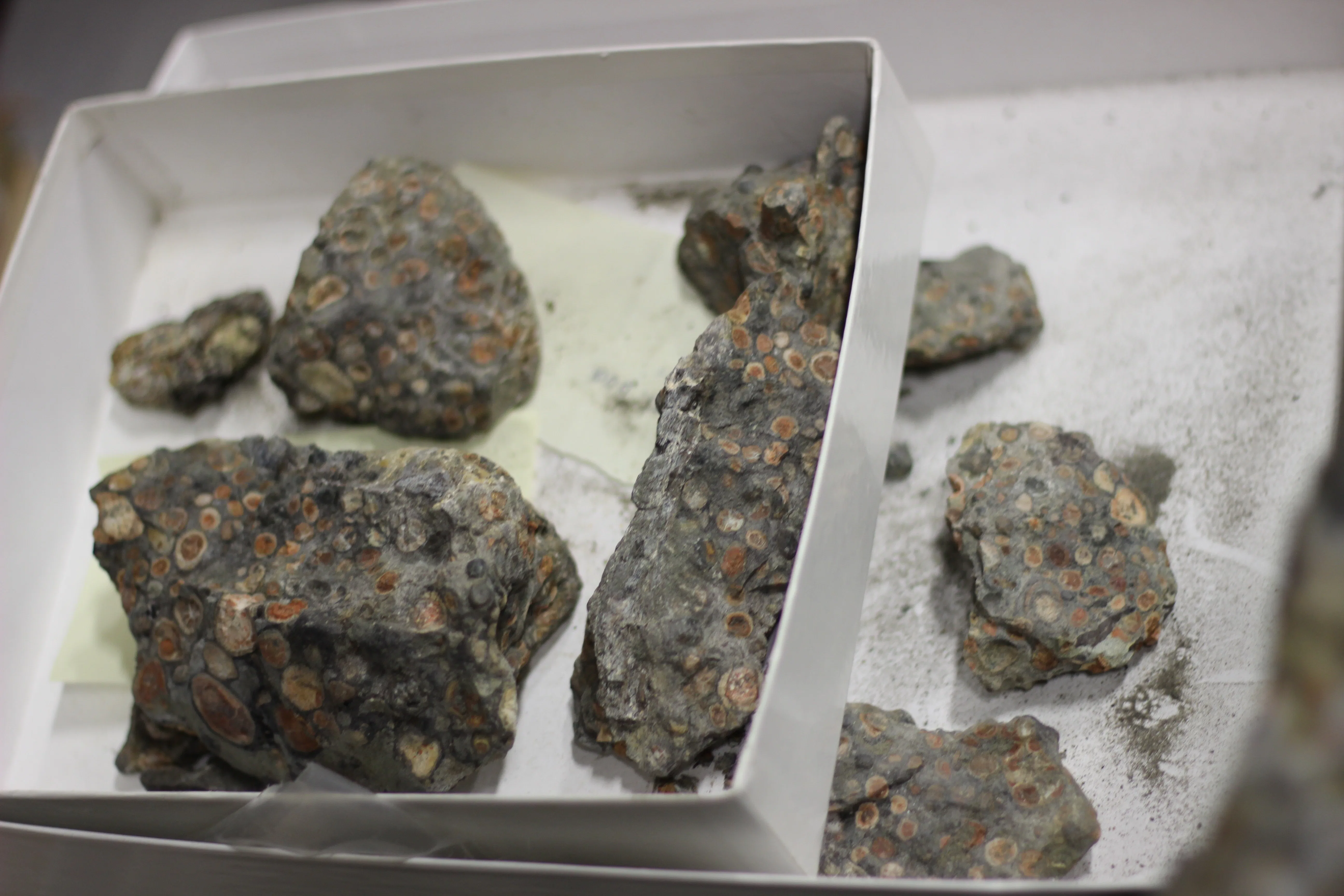 How Alberta's Famous Nodosaur Became So Exquisitely Preserved