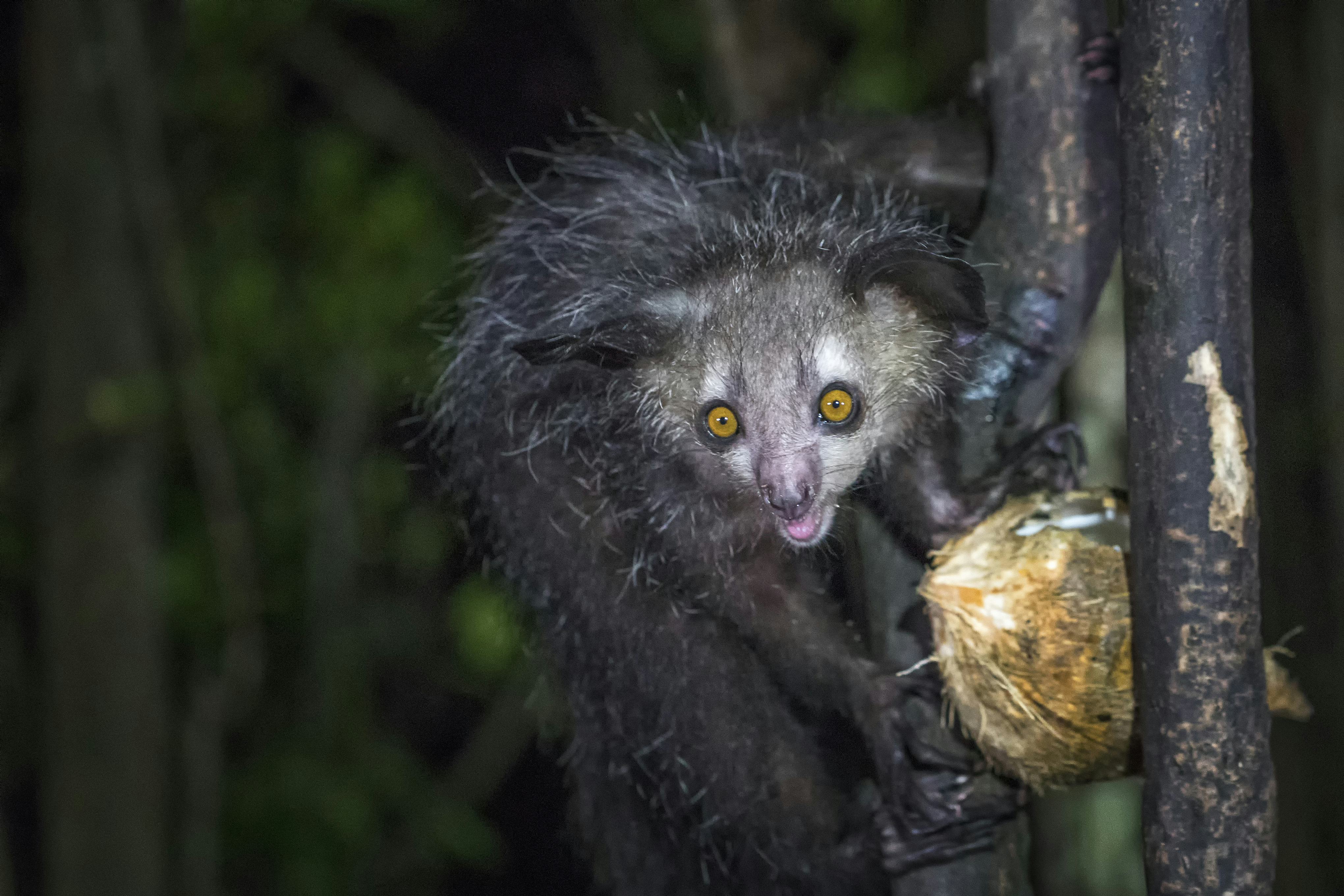This creepy lemur has been hiding something from us for a long time