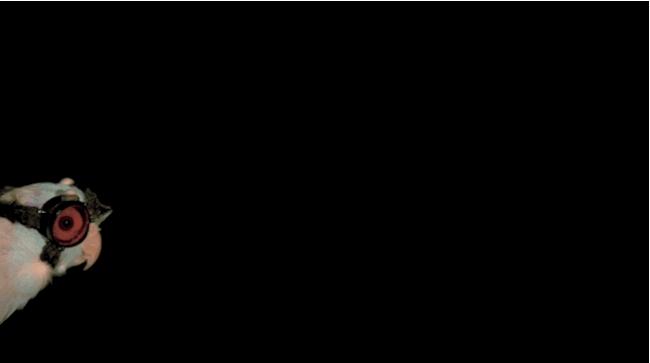 Bird Wears Little Goggles and Flies Through Laser to Study Flight