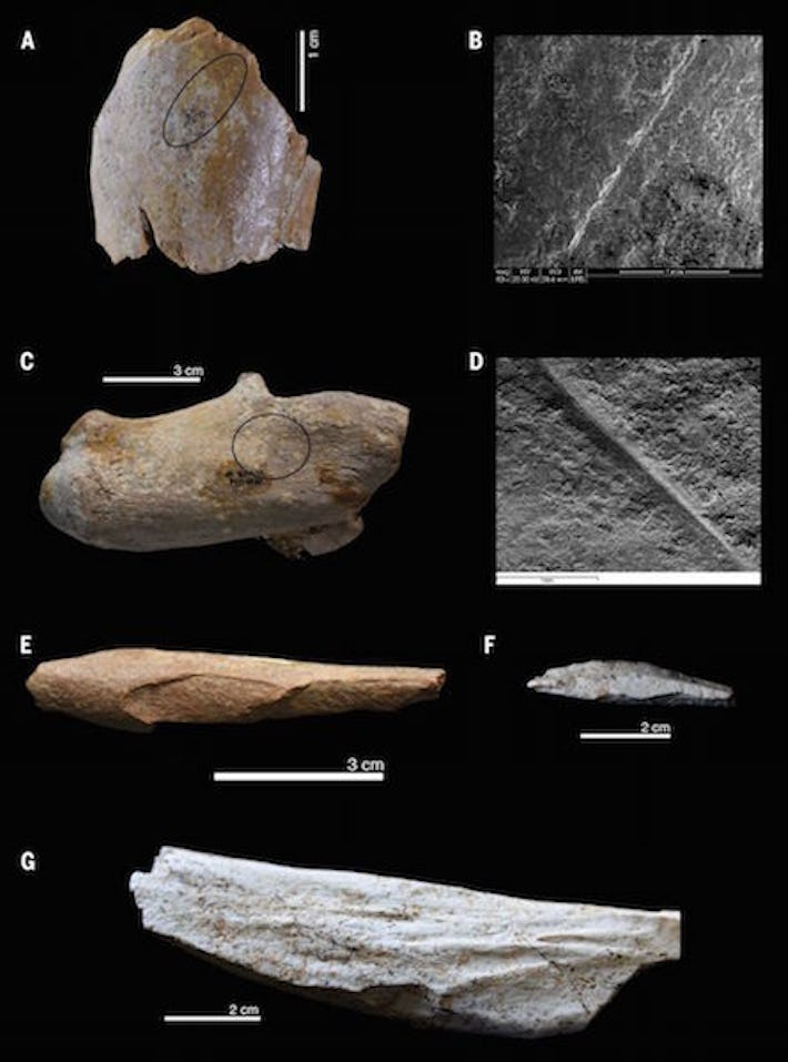 "Cradle of Humanity" Reconsidered in Light of New Stone Tool Discovery