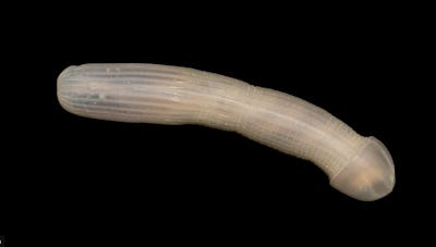The Peanut Worm Is Science's Most Awkward Recent Discovery