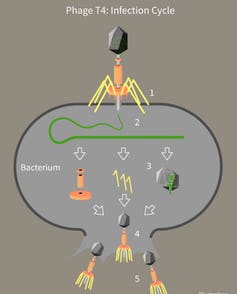 How Many Viruses Live in the Human Body? The Answer May Surprise You