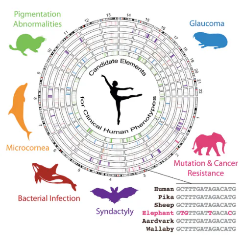 Why Don't Elephants Get Cancer? New Study Reveals 3 Crucial Genes