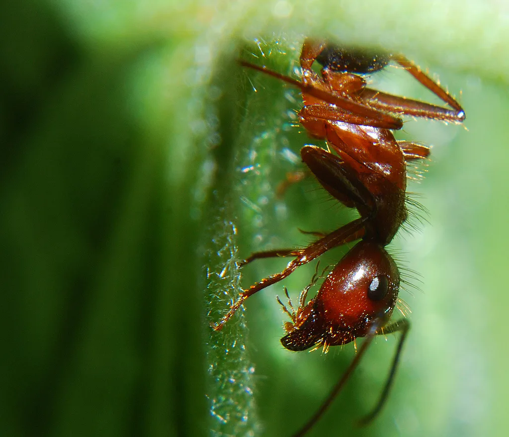An Entomologist's Scientific Review of 'Ant-Man'