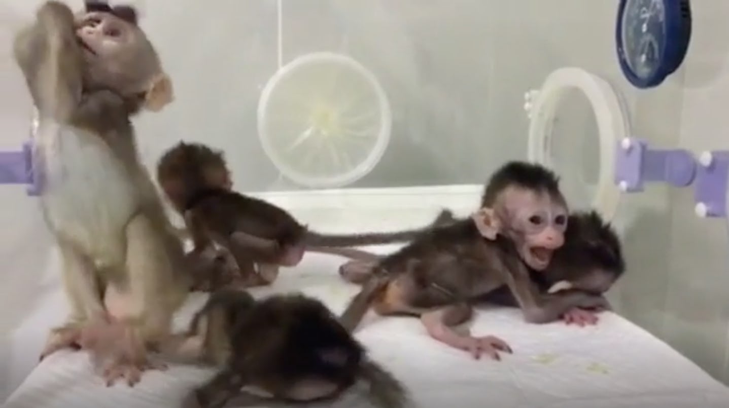 China's 5 Gene-Edited, Mentally Ill Monkey Clones Raise Ethical Concerns