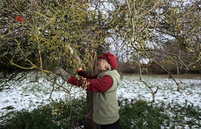 8 Mistletoe Facts That Are So Weird, They Might Make You Rethink This ...