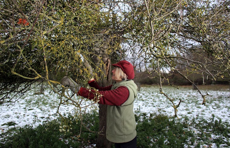 8 Mistletoe Facts That Are So Weird, They Might Make You Rethink This ...