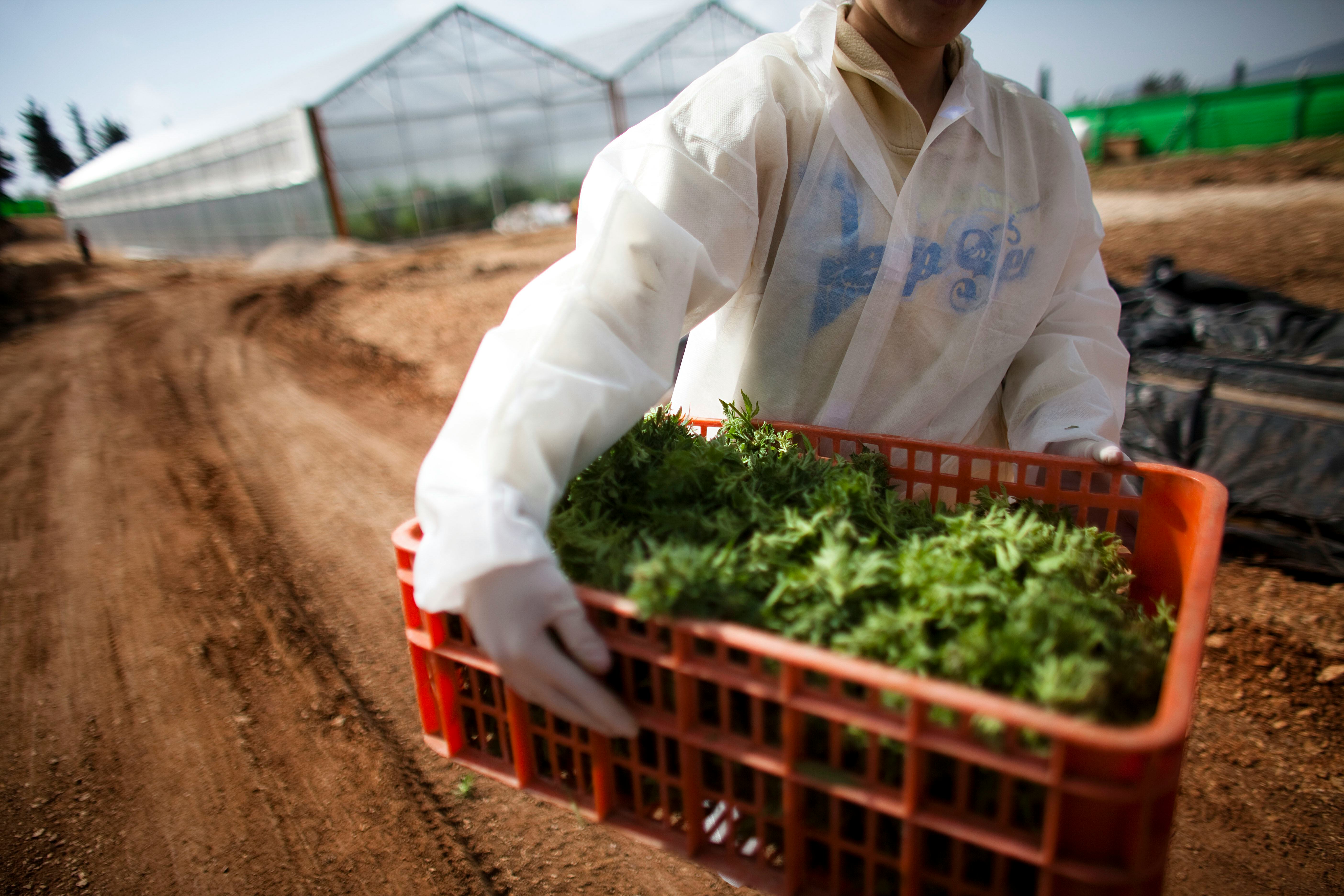 Growing Marijuana On Native American Land? It's A Fantastic Idea For ...
