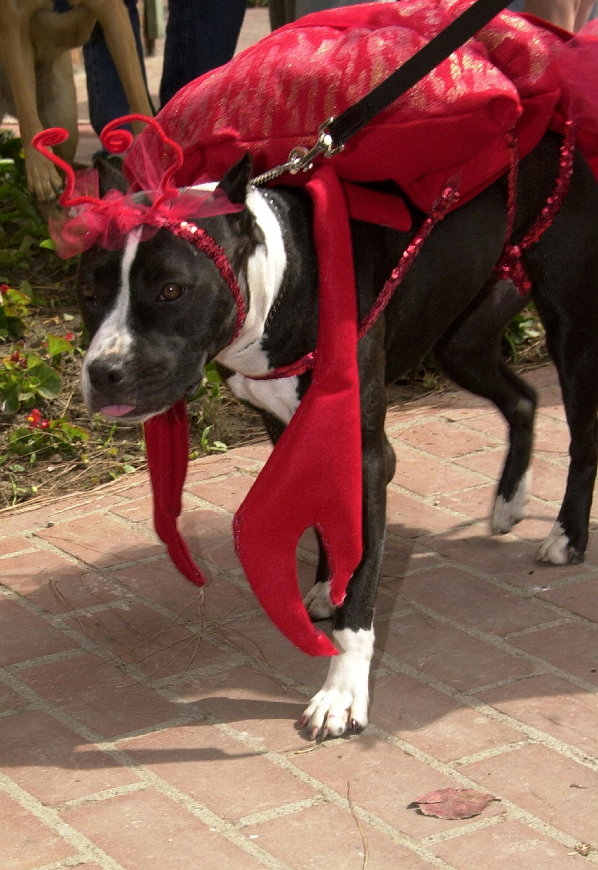 Dogs Can Be Pessimists Or Optimists...Which is Yours?