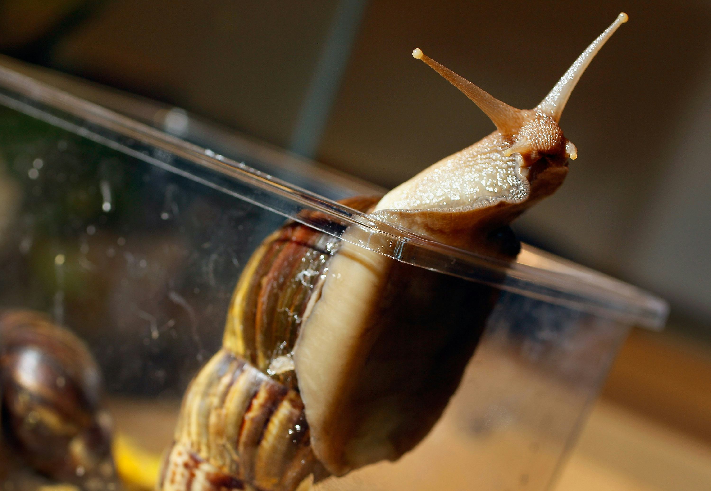 The Taiwanese Snail Named For Same-Sex Marriage Rights, A.K.A. Aegista ...