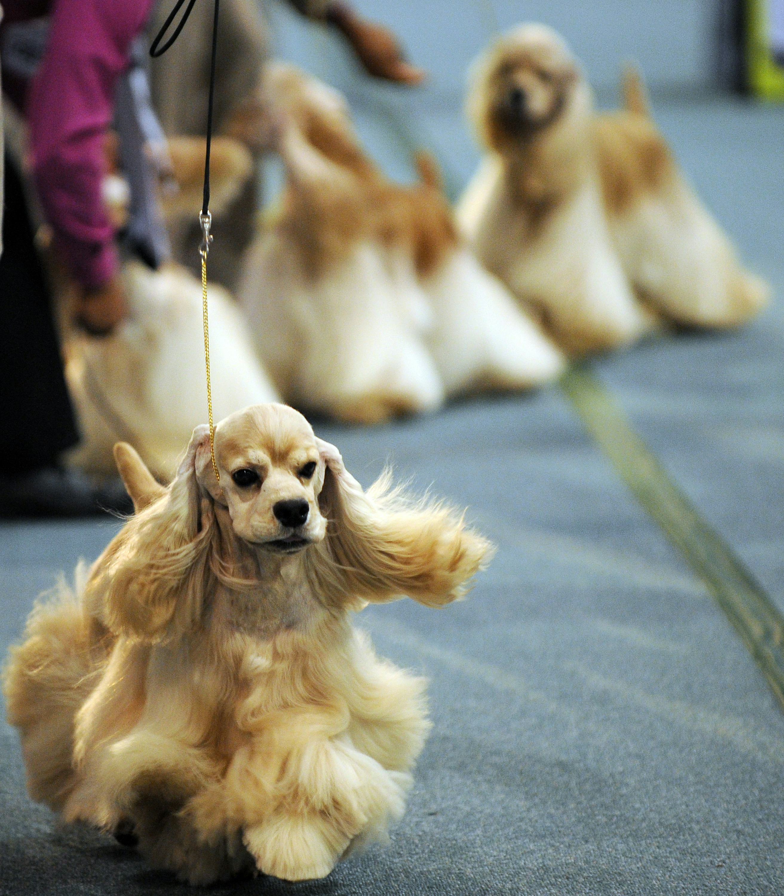 12 Celebrities and Their Dog Doppelgangers, From Jared Leto To Taylor Swift