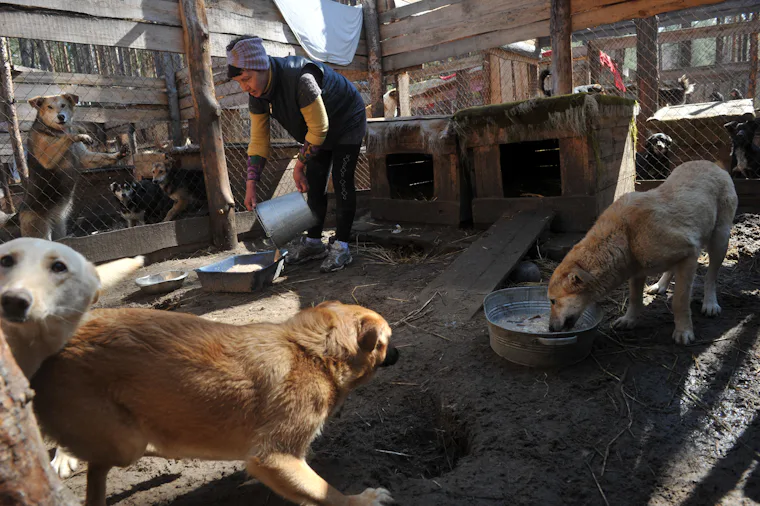 11 Ways To Help Stray Cats, Dogs, & Other Animals During Hurricane Matthew