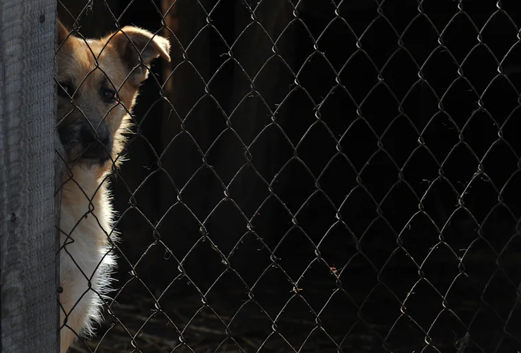 11 Ways To Help Stray Cats, Dogs, & Other Animals During Hurricane Matthew