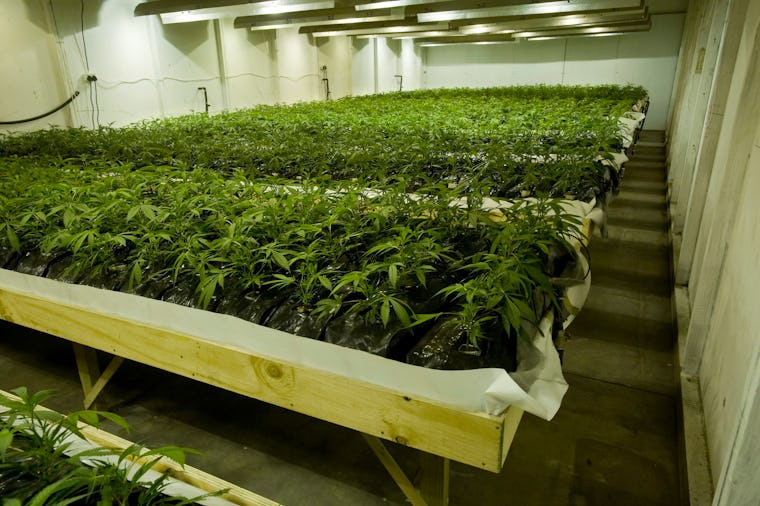 Growing Marijuana On Native American Land? It's A Fantastic Idea For ...