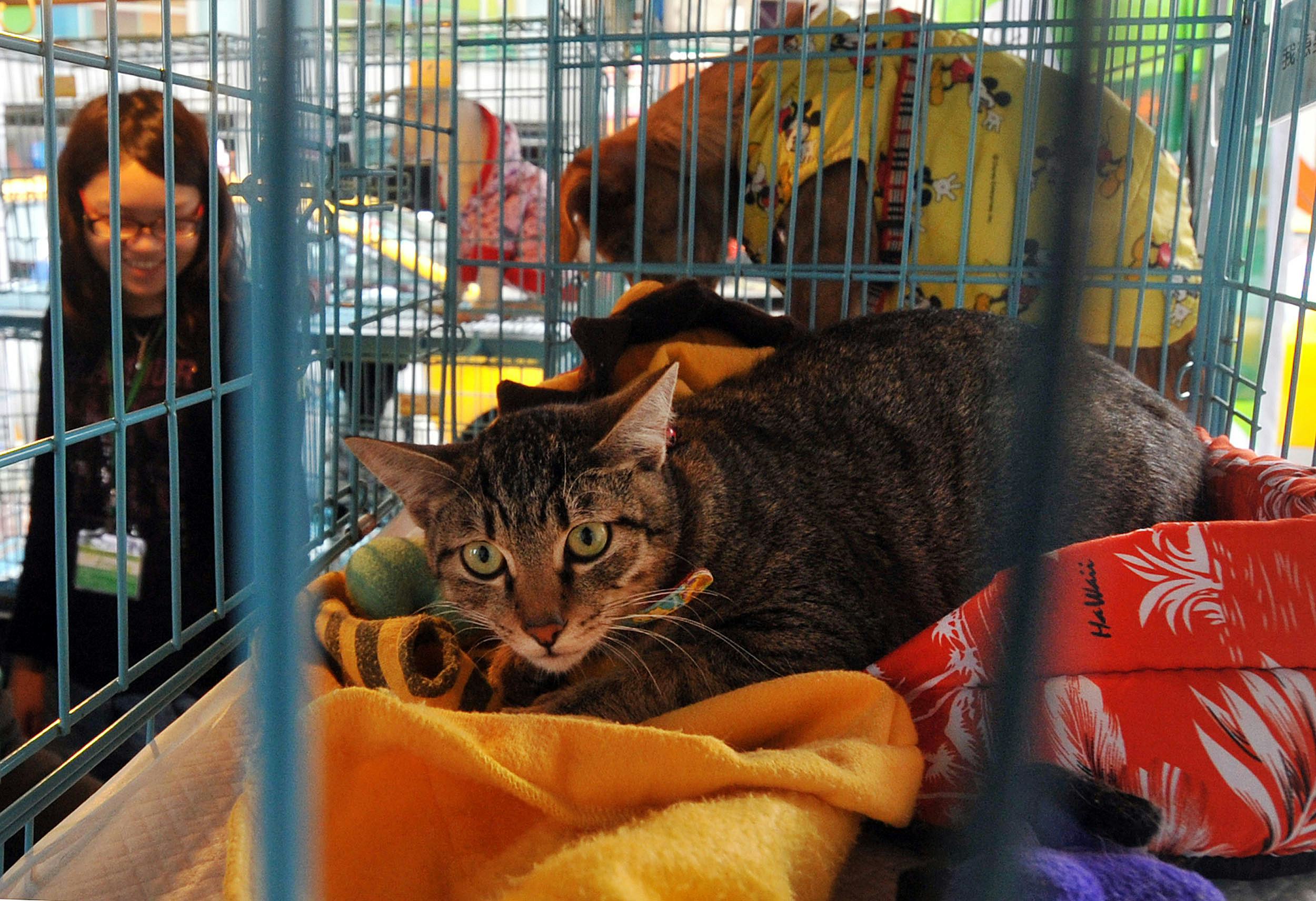 11 Ways To Help Stray Cats, Dogs, & Other Animals During Hurricane Matthew