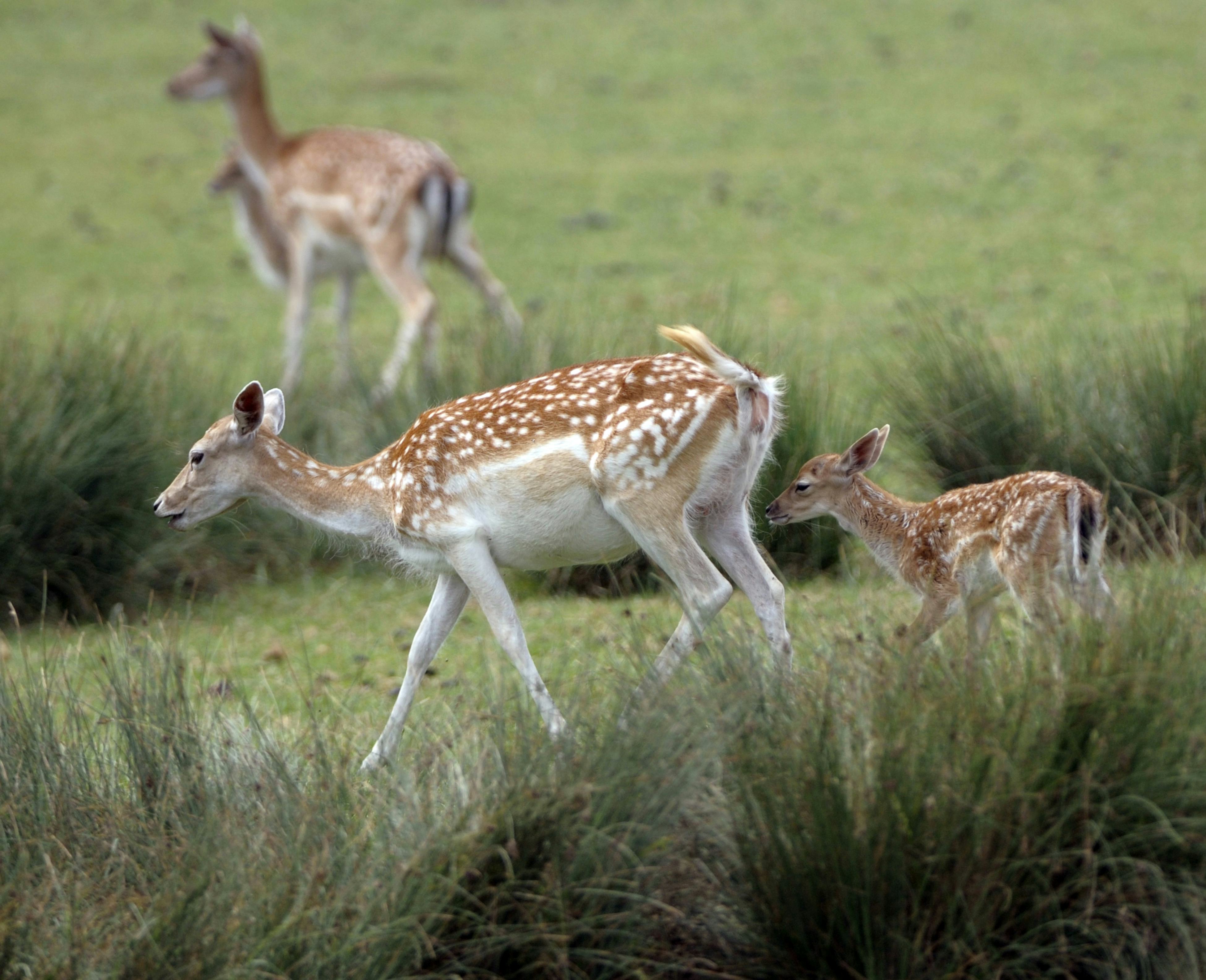 Japan's Animal Islands Should Probably Be Your Next Travel Destination