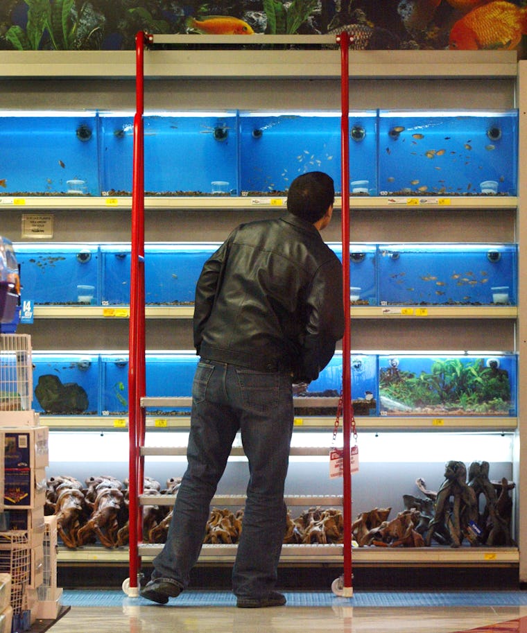 Grayson The Fish Plays Pokemon Red, And 20,000 People Are Watching