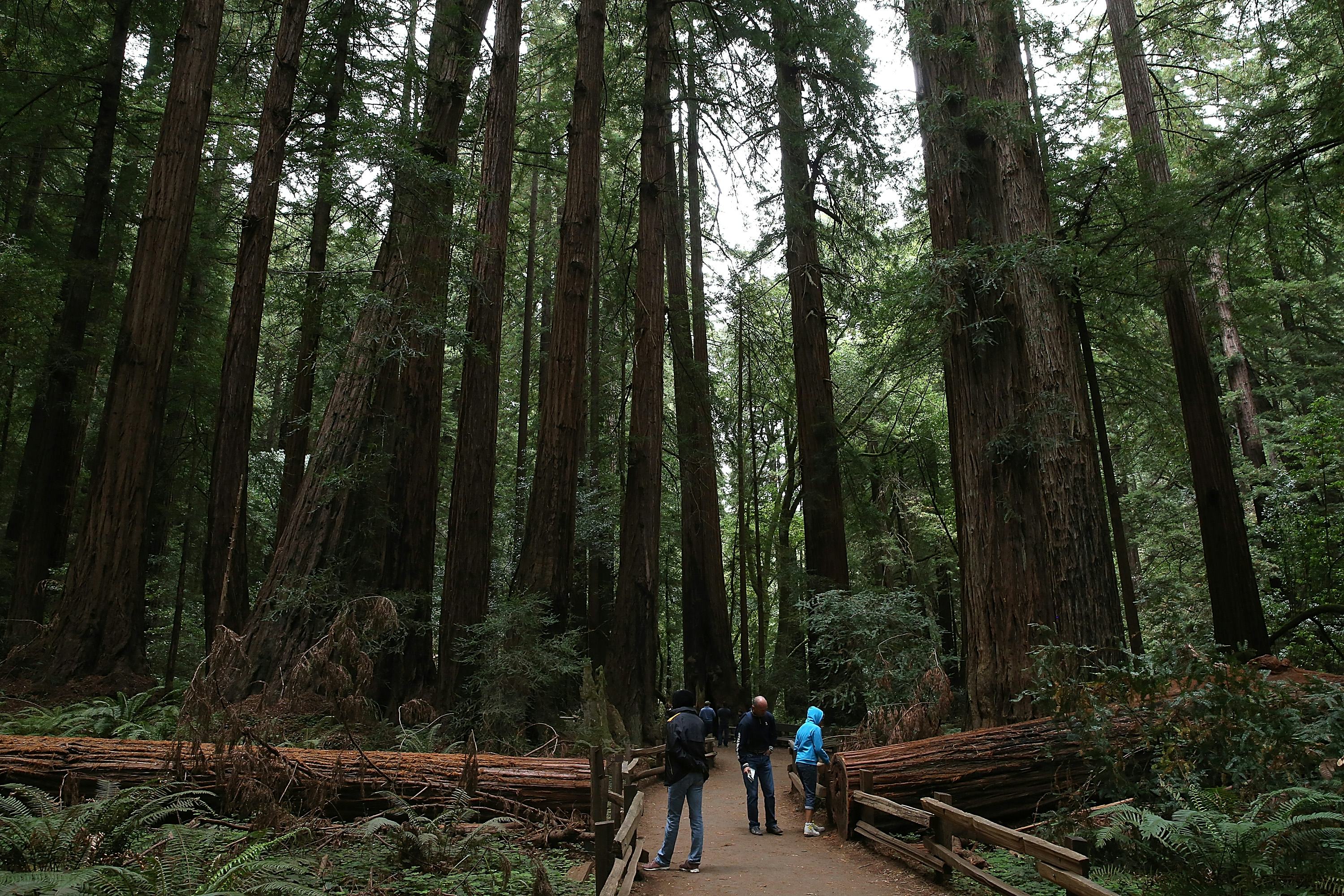 15 Ways You Know You're a True Marin County, California Local