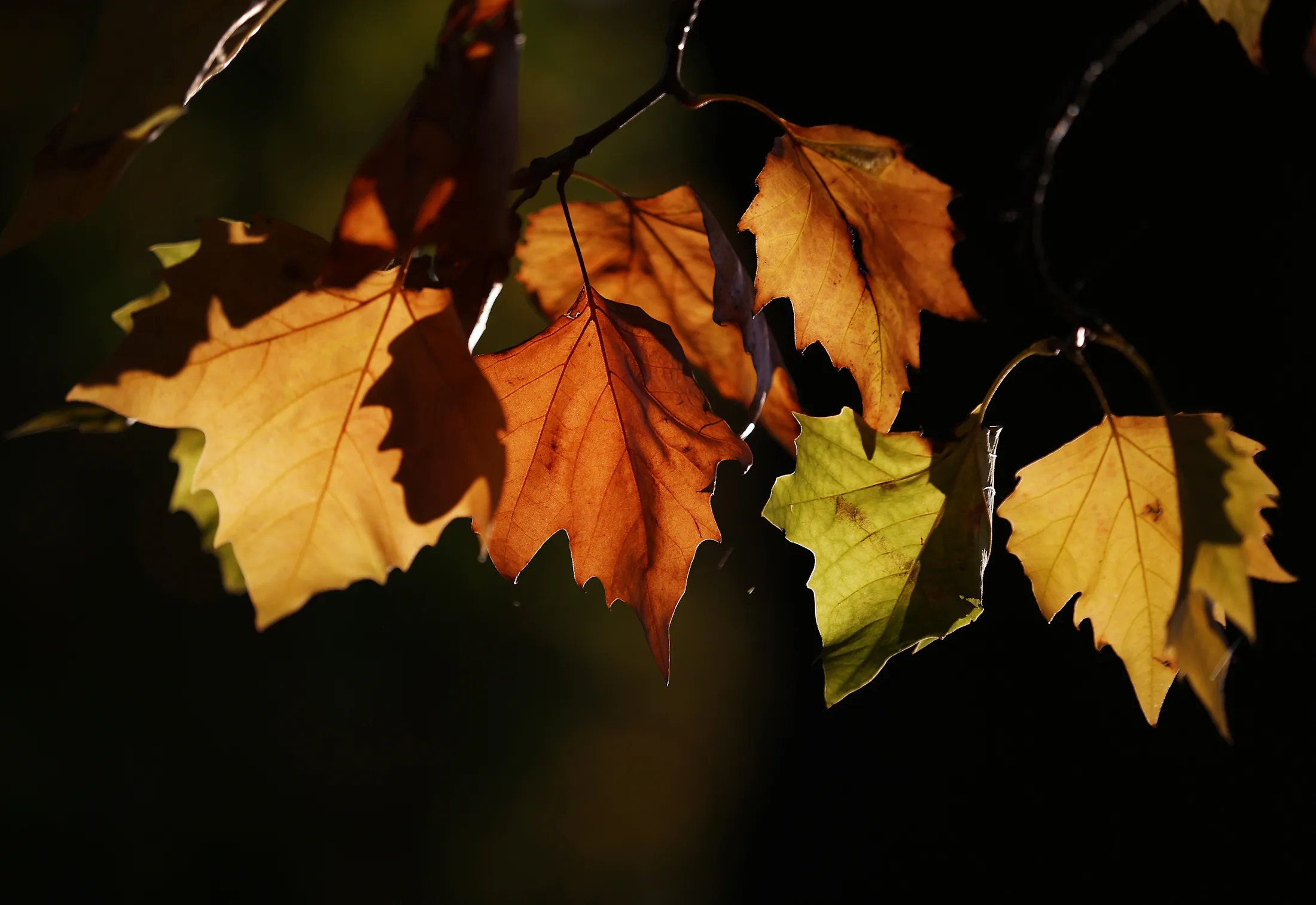 13 Autumn Quotes From Books That'll Make Your Fall Even Cozier