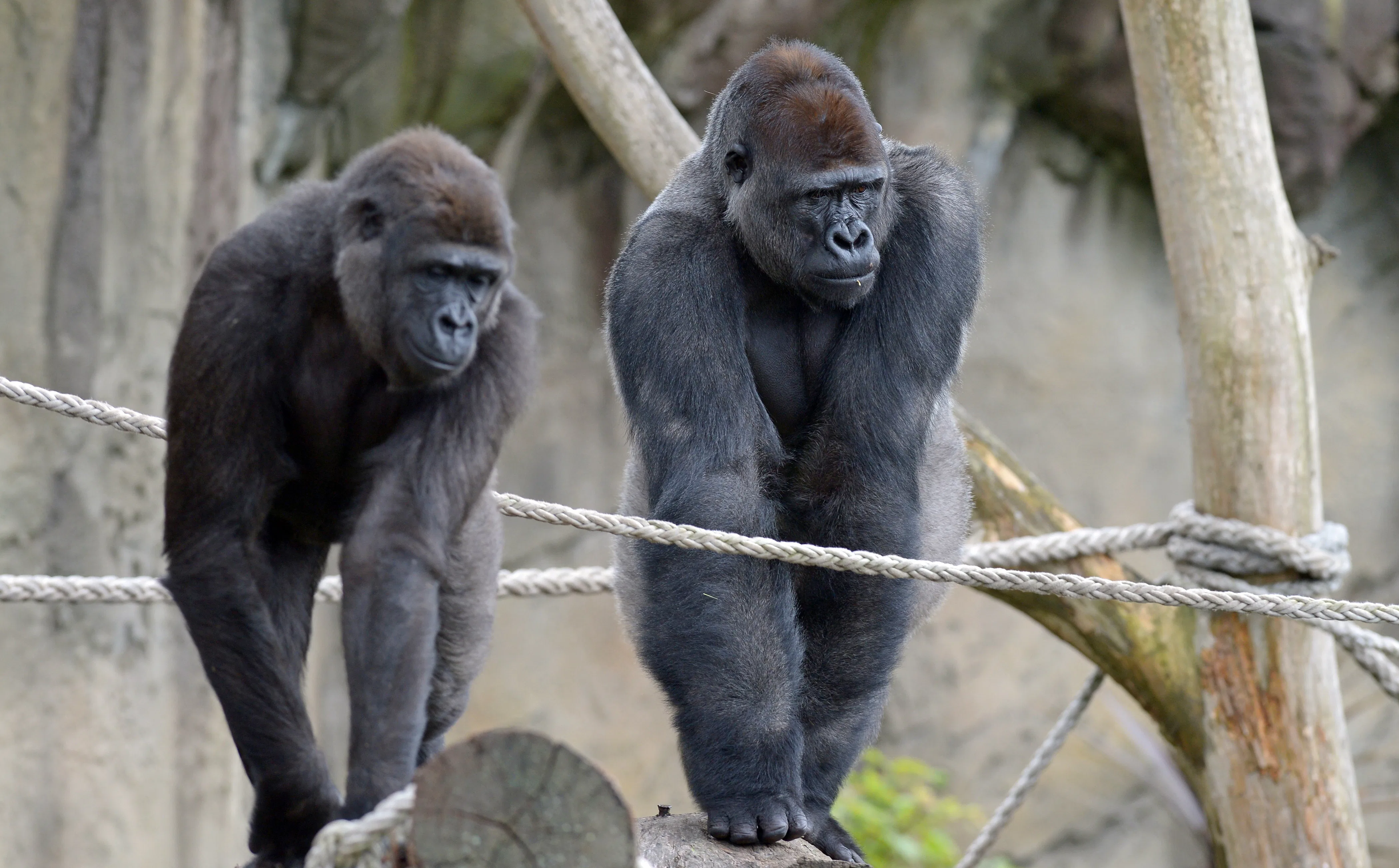 How Endangered Are Western Lowland Gorillas Like The One At The ...