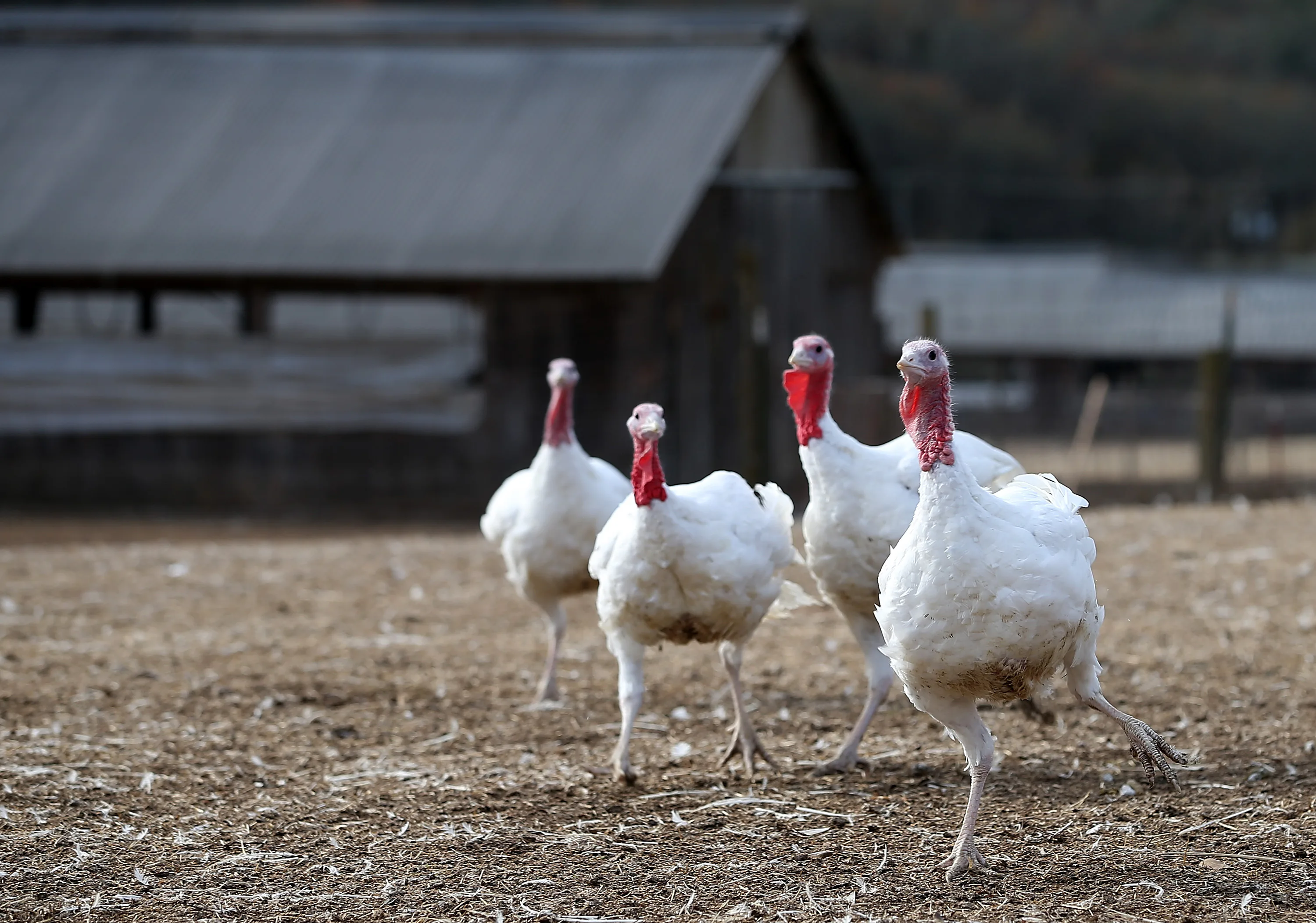 Why Do We Eat Turkey on Thanksgiving? 6 Common Myths about Thanksgiving ...
