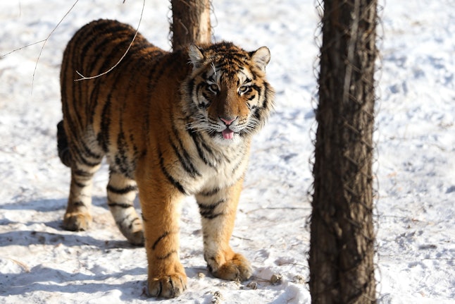 Vladimir Putin's Tiger Swims To China In A Land Grab Inspired By His ...