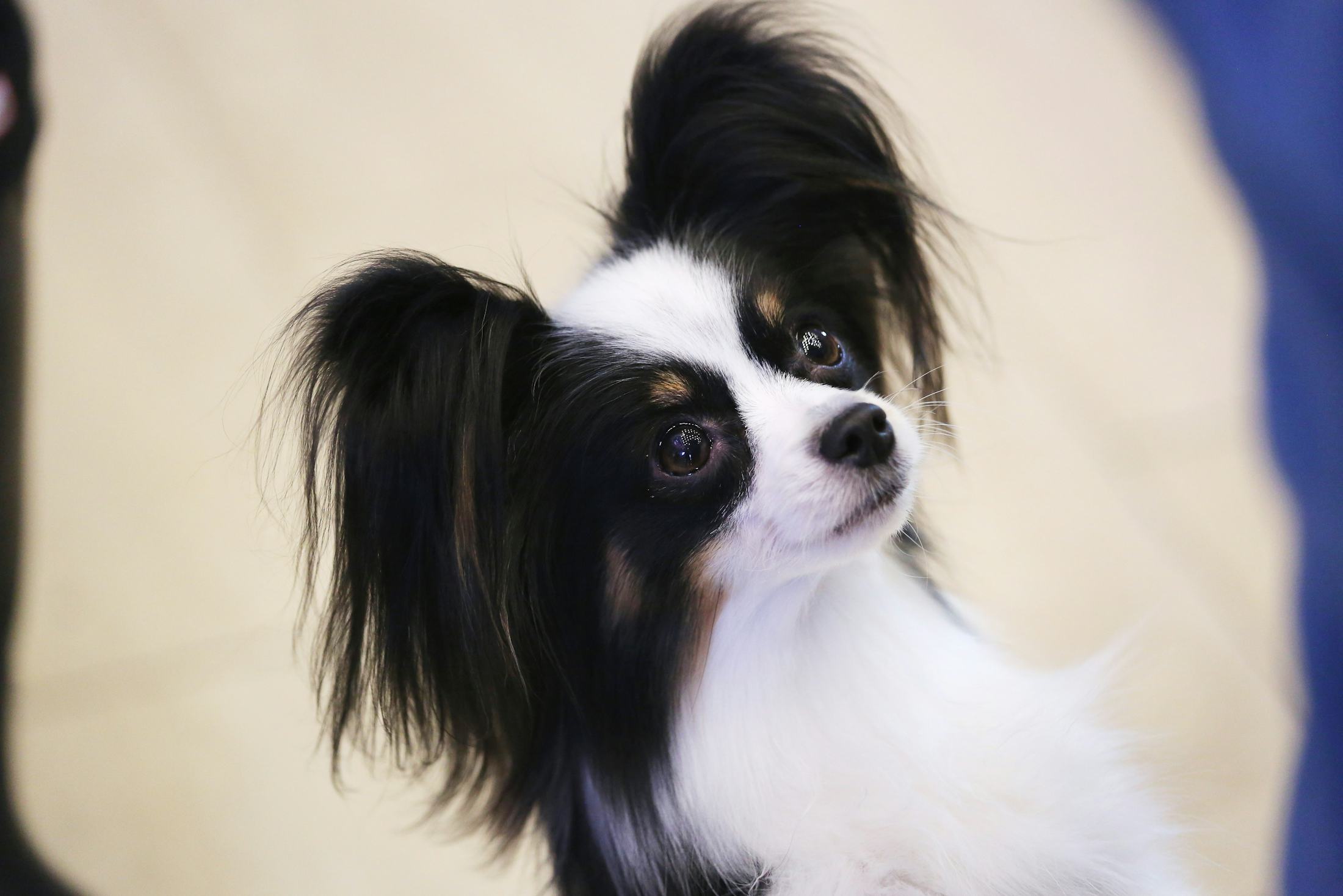 12 Celebrities and Their Dog Doppelgangers, From Jared Leto To Taylor Swift