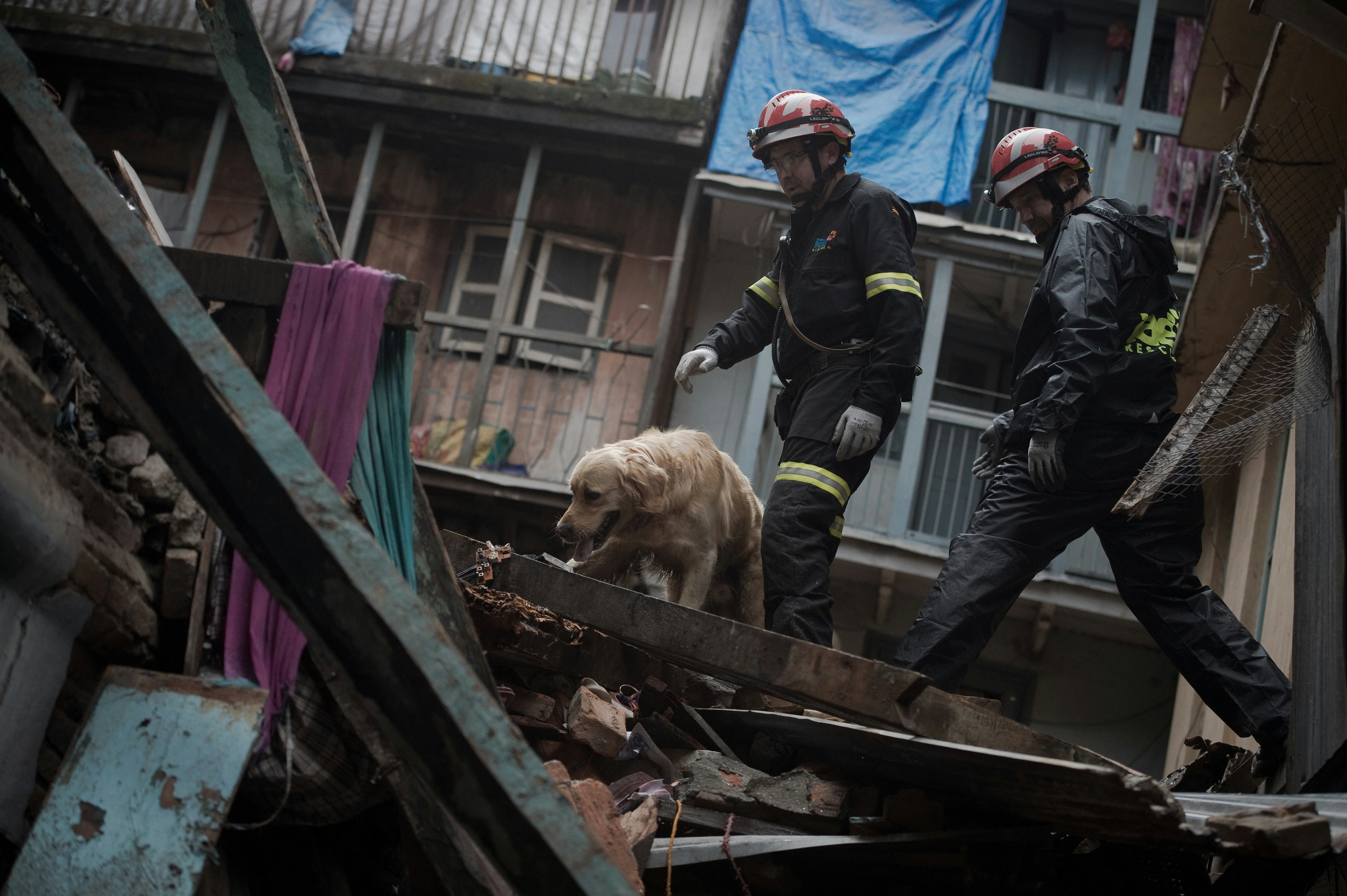 Search & Rescue Dogs In Nepal Are Helping Find Survivors Trapped Under ...