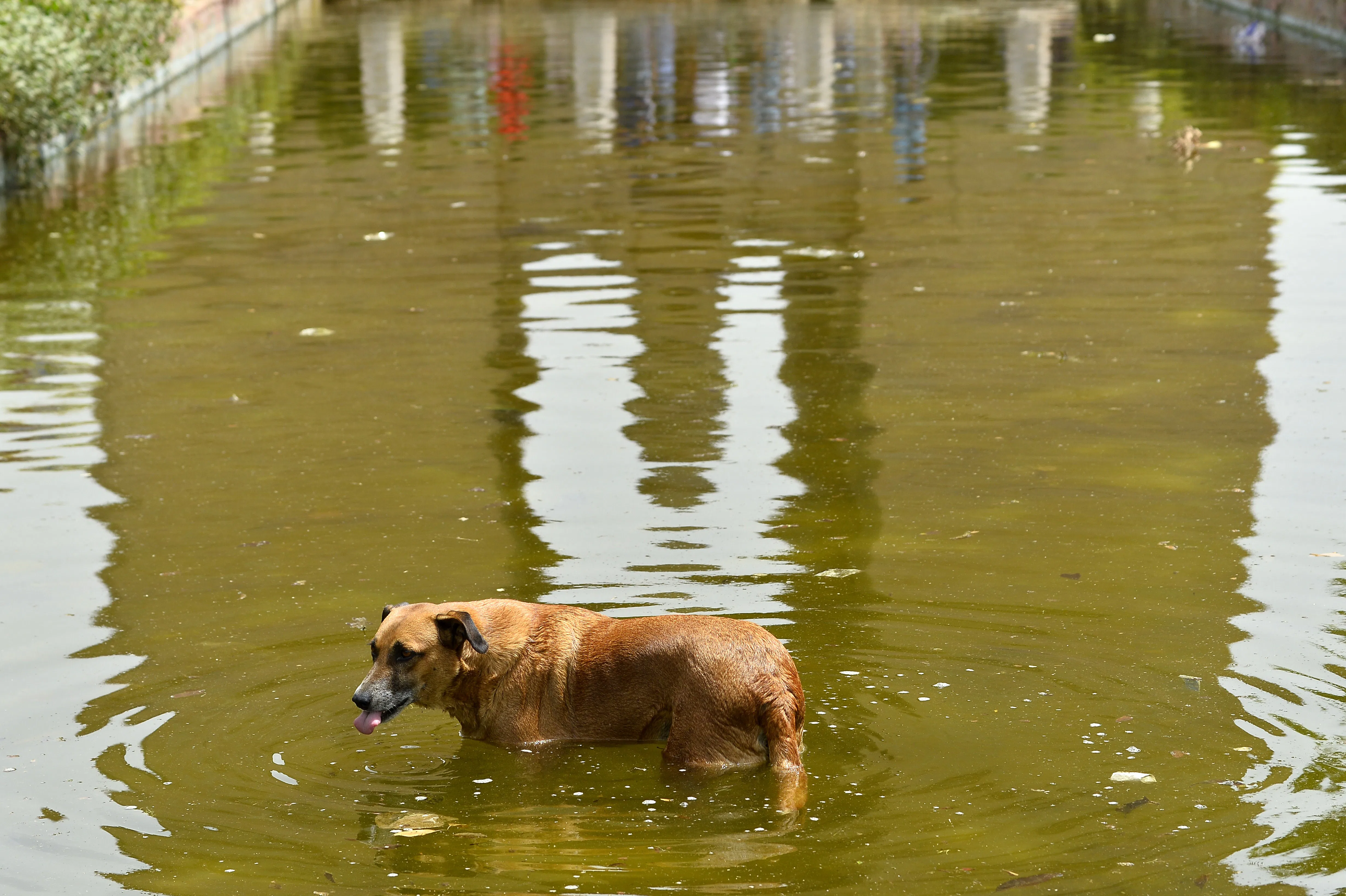 11 Ways To Help Stray Cats, Dogs, & Other Animals During Hurricane Matthew