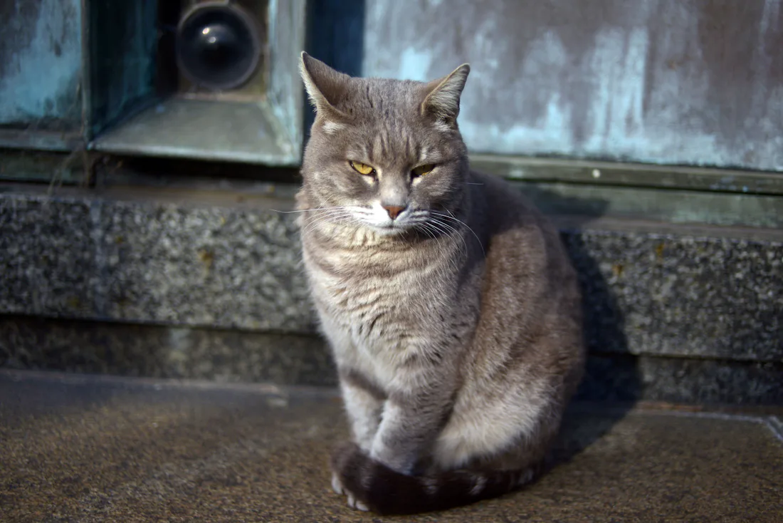 11 Ways To Help Stray Cats, Dogs, & Other Animals During Hurricane Matthew