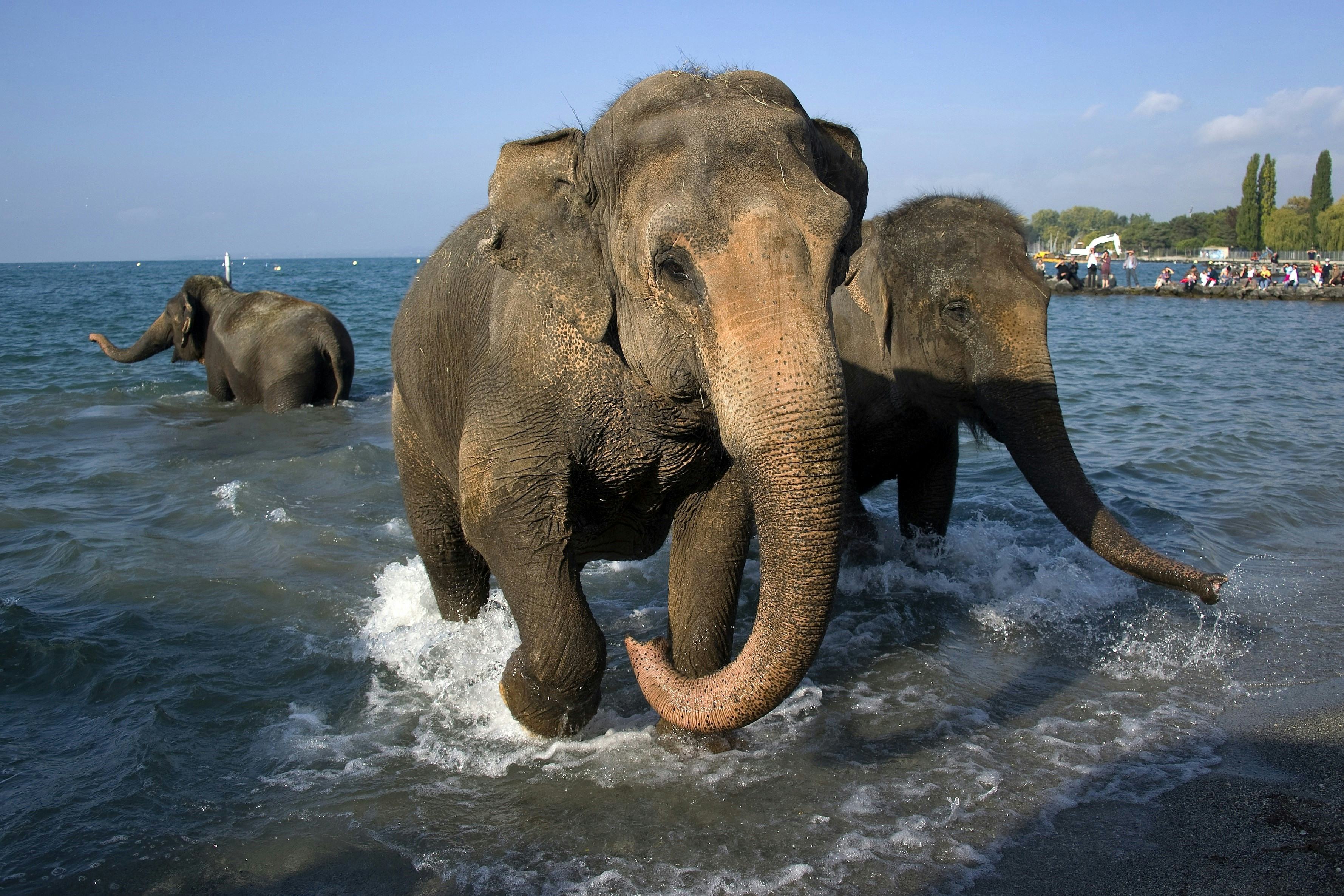 8 Brutal Ways People Were Put To Death Throughout History That Will ...