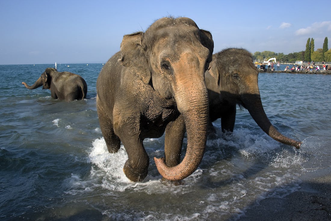 8 Brutal Ways People Were Put To Death Throughout History That Will ...