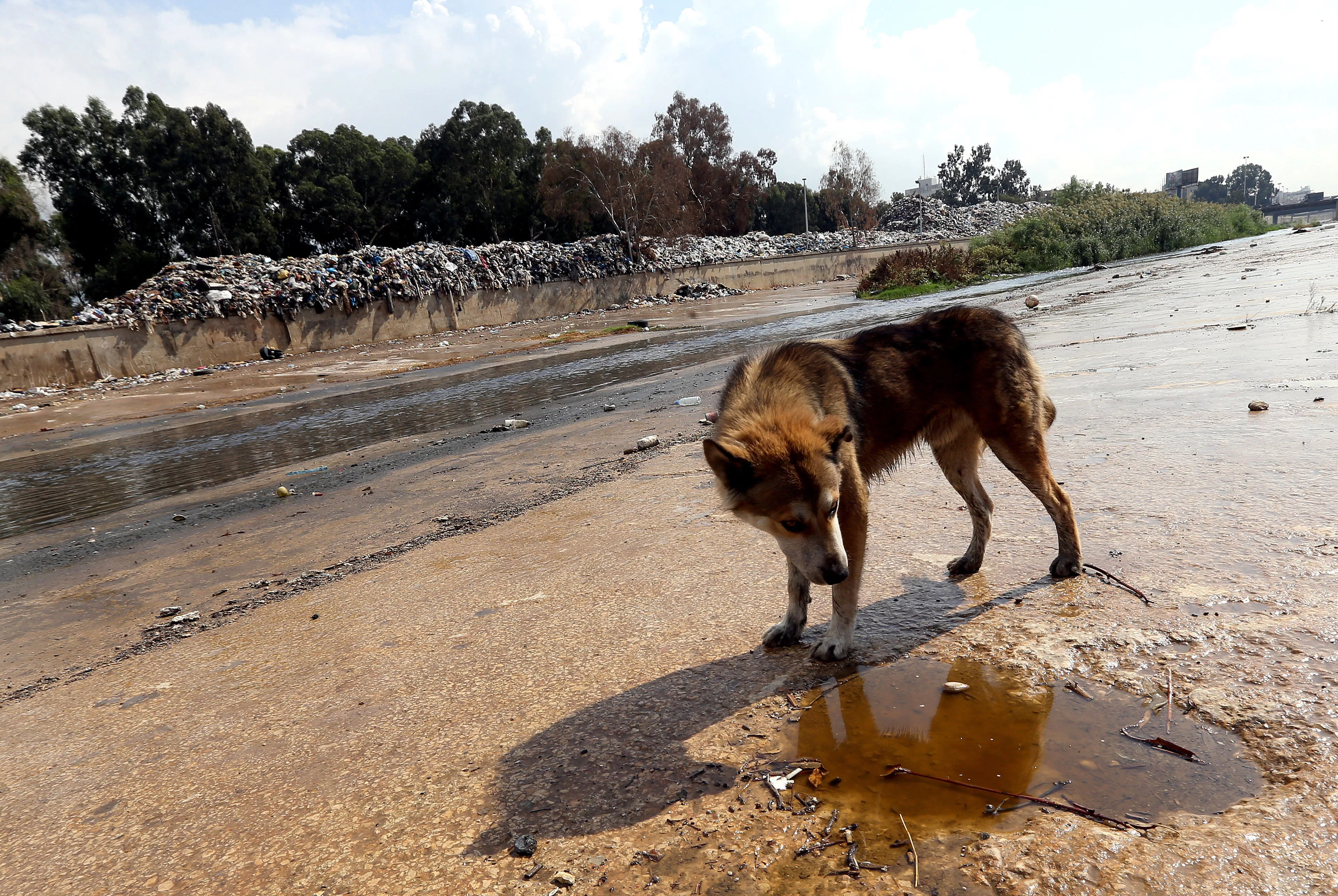 11 Ways To Help Stray Cats, Dogs, & Other Animals During Hurricane Matthew