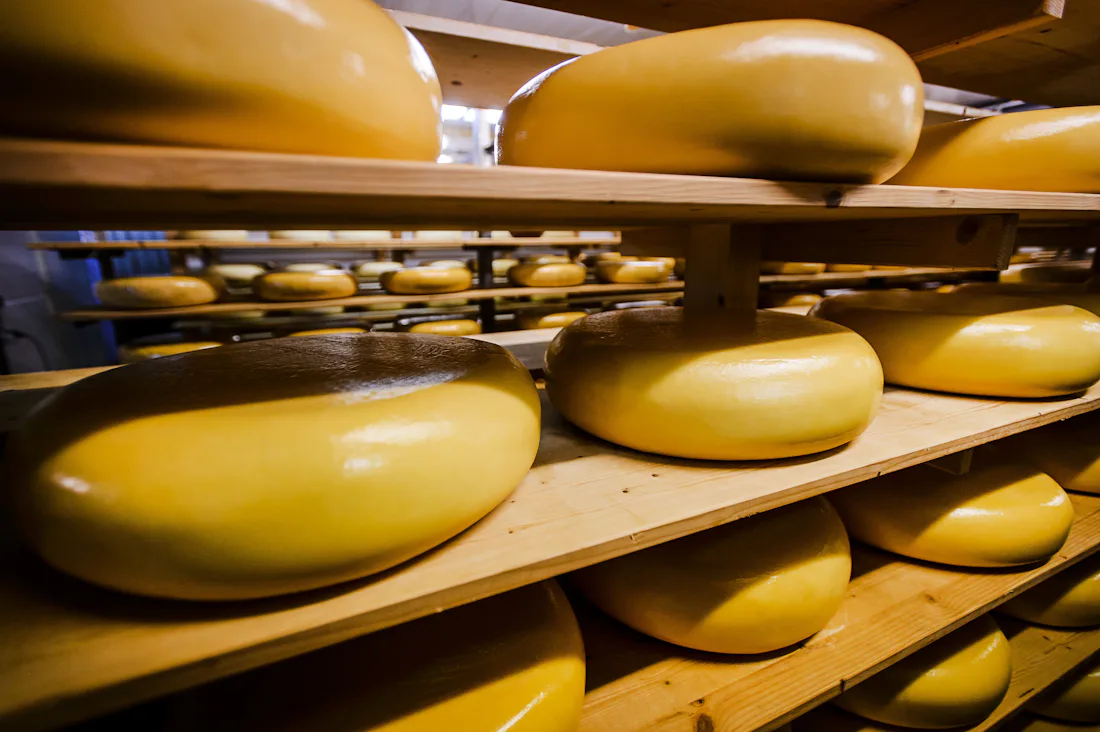 What Is Big Block Of Cheese Day? "Brie" Excited Because The White House ...
